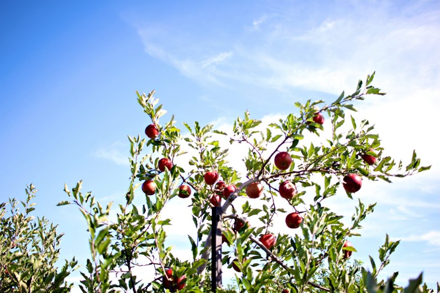 Where to Pick Apples in Central Ohio - amanda party + home