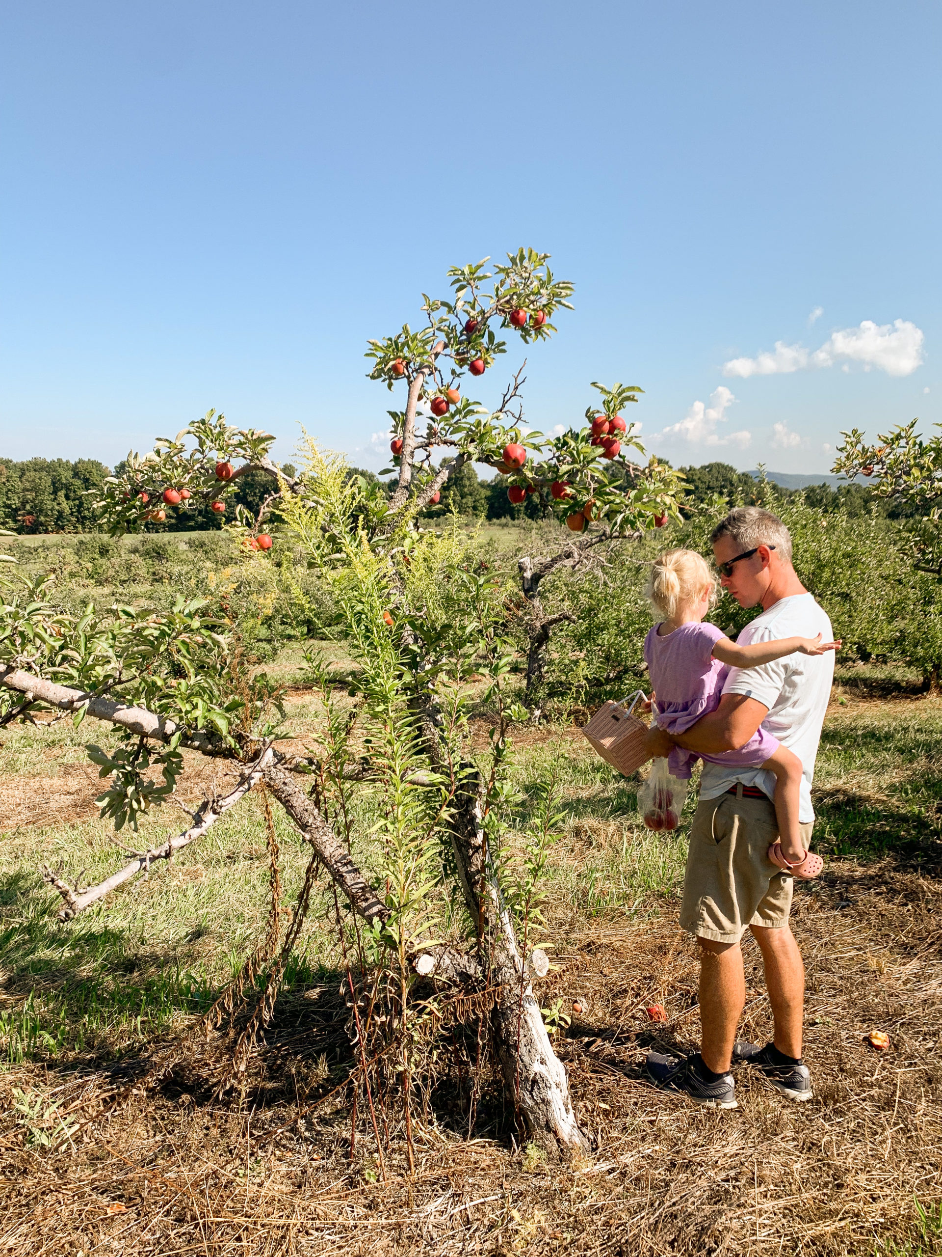 hirsch fruit farm - amanda party + home